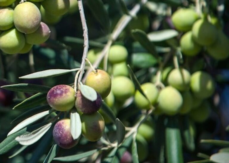 U svijetu se uzgaja 139 sorti maslina. Ove su najpopularnije