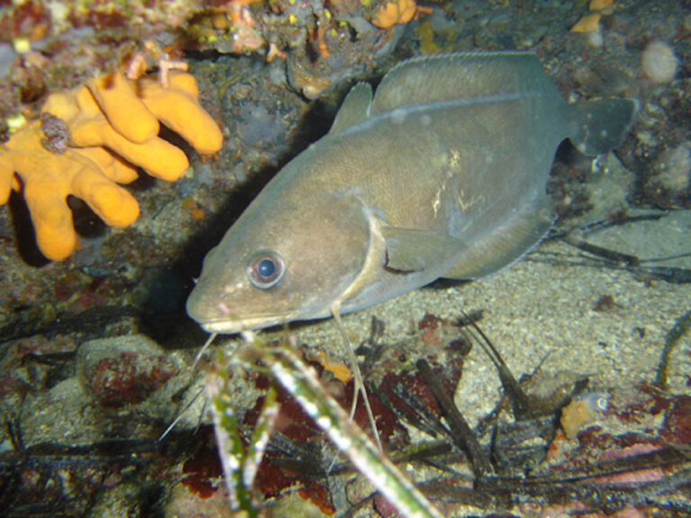 PODCIJENJENA LISTA Sedam nepopularnih jadranskih riba koje najviše volimo