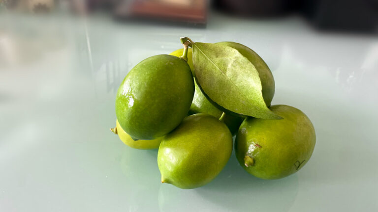 Na tržnicu Kvatrić stigli su prvi dalmatinski limuni. Zeleni su kao ...