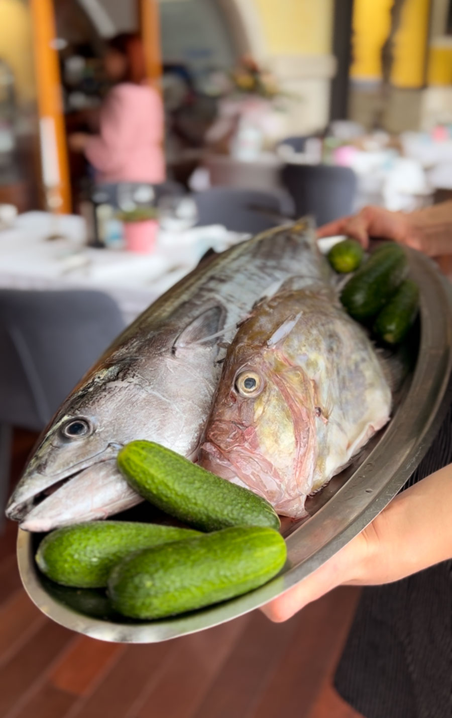 Divovski romb i velika palamida jučer su nas u Plavom podrumu uvjerili ...